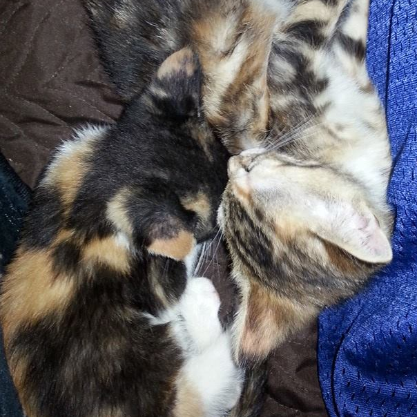 Amanda Halverson Interior Designer-Homestyler