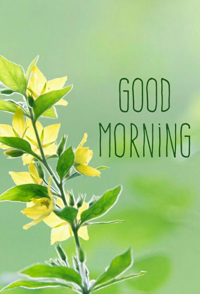 GOOD MORING . Interior Designer-Homestyler